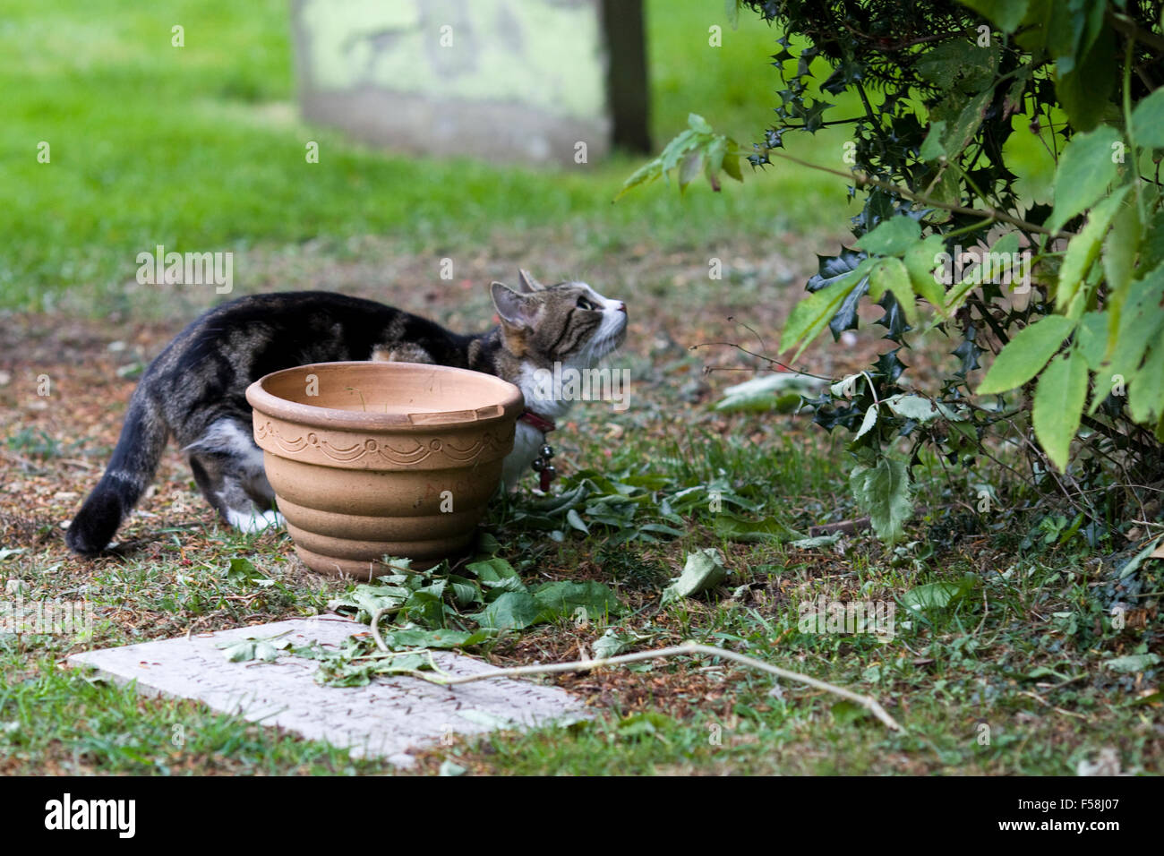 Cat Stalking Stock Photos & Cat Stalking Stock Images - Alamy