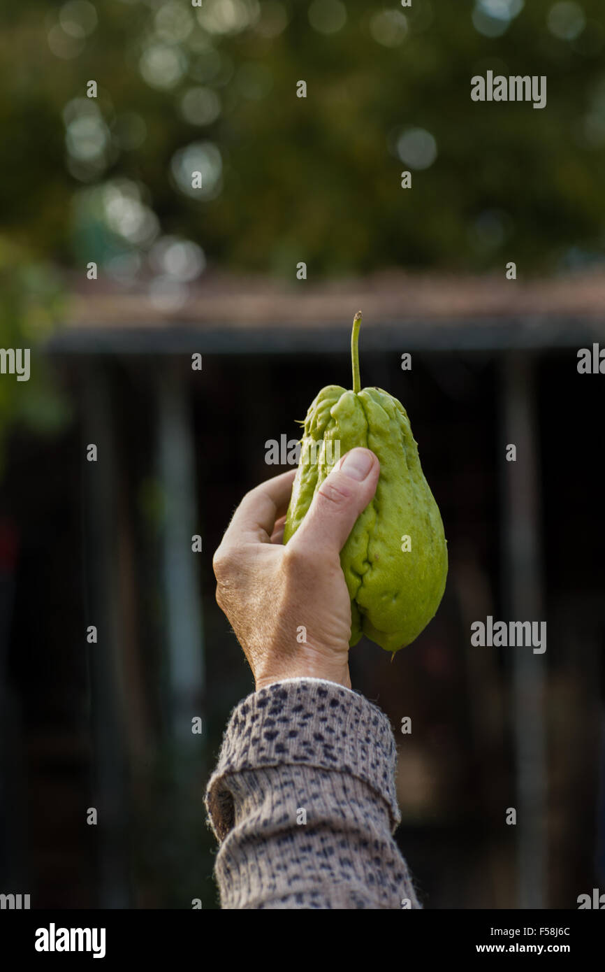 aged woman presenting a vegetable at her garden Stock Photo - Alamy