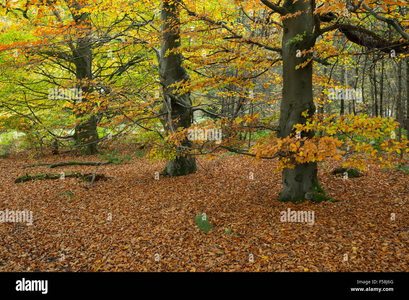 Beech trees showing autumn colour, Wales, UK Stock Photo - Alamy