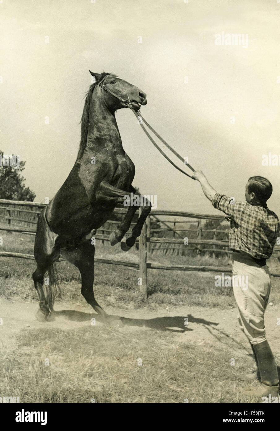 The horse explorer turro hi-res stock photography and images - Alamy
