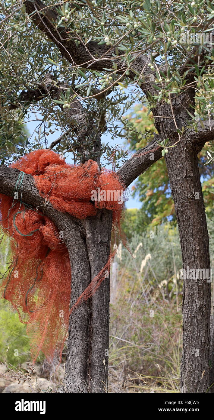 Orange net and Olive trees Stock Photo - Alamy