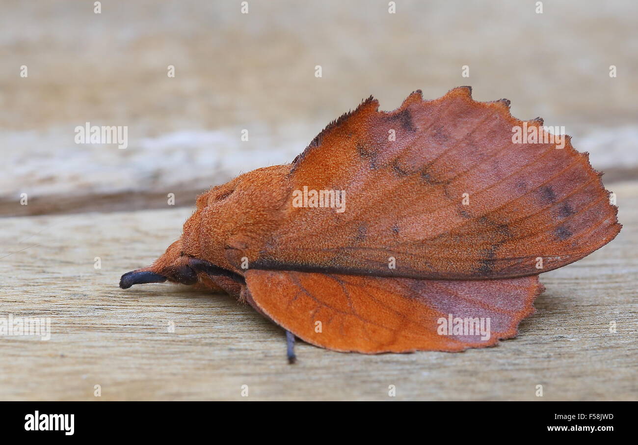 Lappet moth hi-res stock photography and images - Alamy