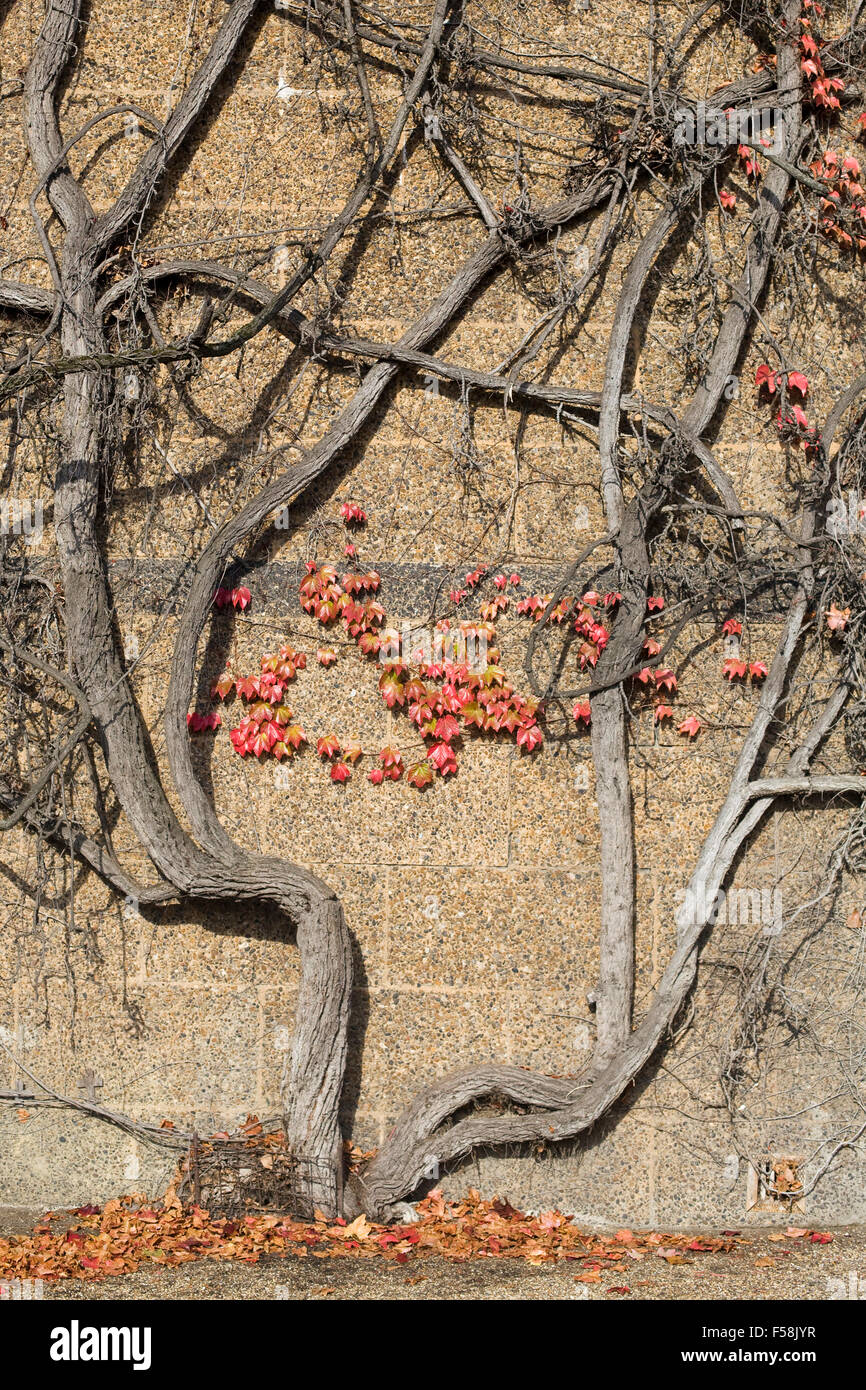 climbing vine against a stone wall, Autumn Colors Stock Photo - Alamy