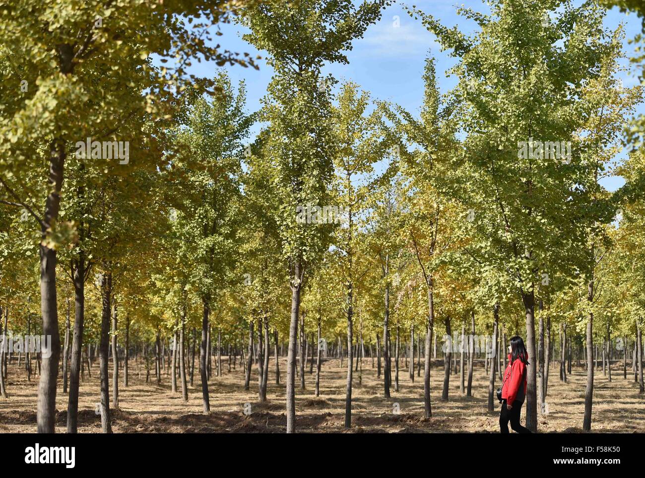 Jinan, China's Shandong Province. 30th Oct, 2015. A woman visits the ...