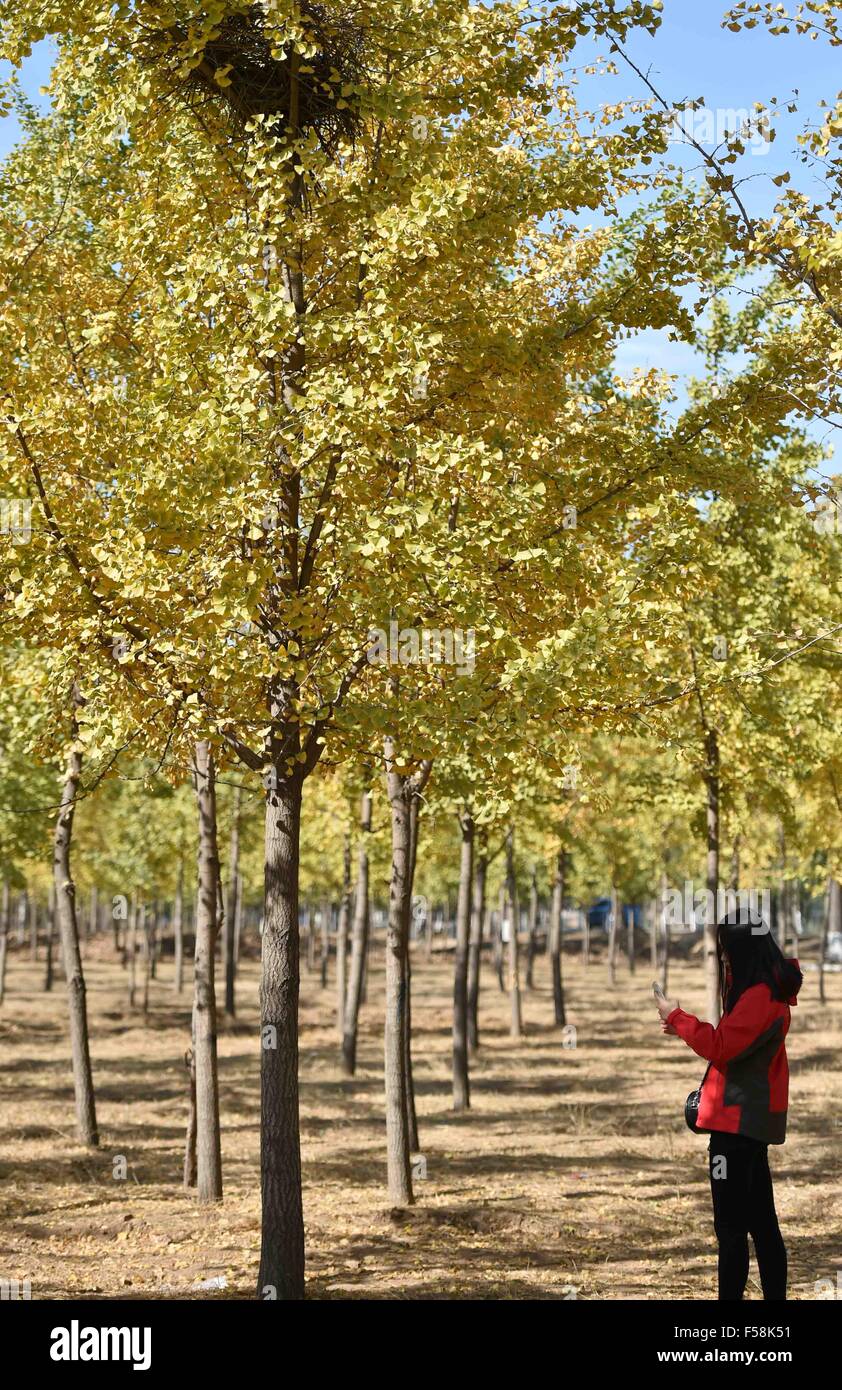Jinan, China's Shandong Province. 30th Oct, 2015. A woman visits the ...