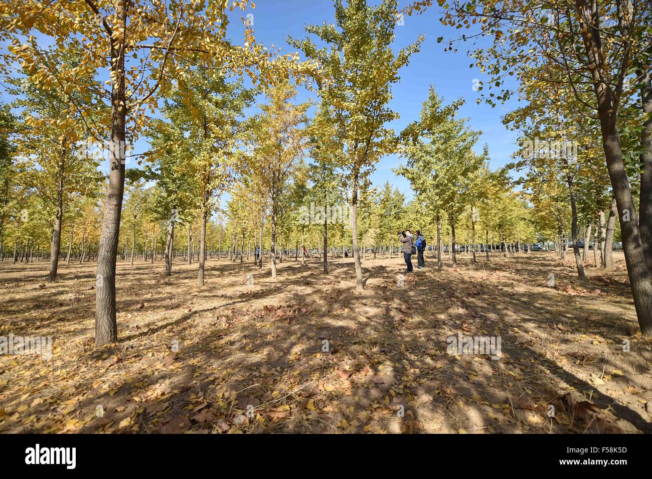 Jinan, China's Shandong Province. 30th Oct, 2015. People take photos of ...