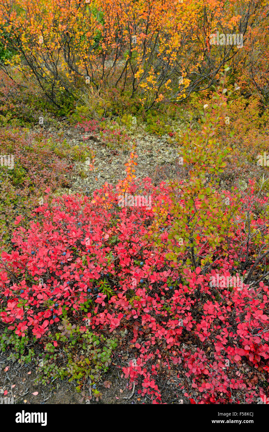 Arctic blueberry and dwarf birch in autumn colour, Ennadai Lake ...
