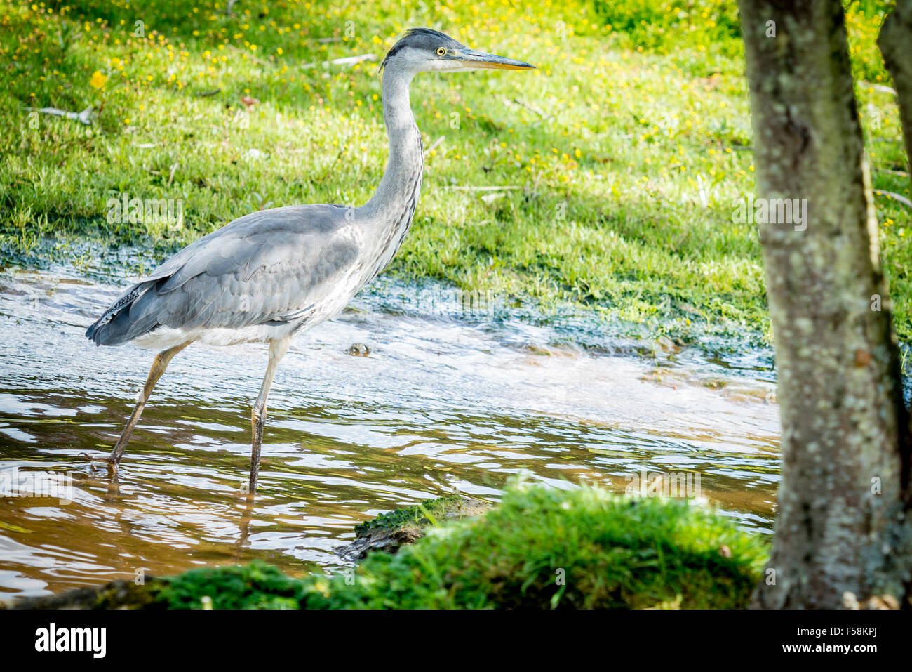 Norfolk broads birds hi-res stock photography and images - Alamy