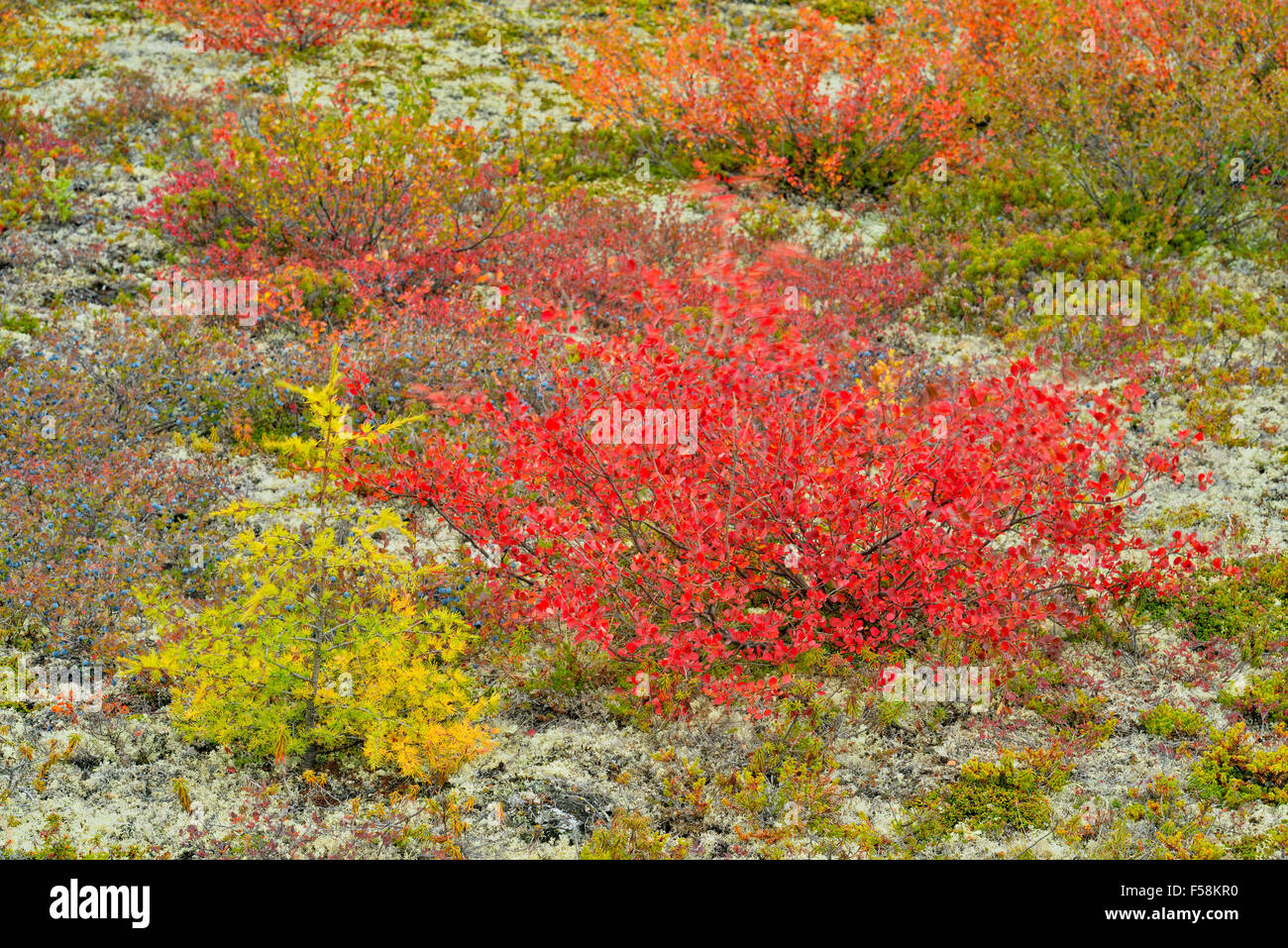 Arctic blueberry and larch seedling in autumn colour, Arctic Haven ...