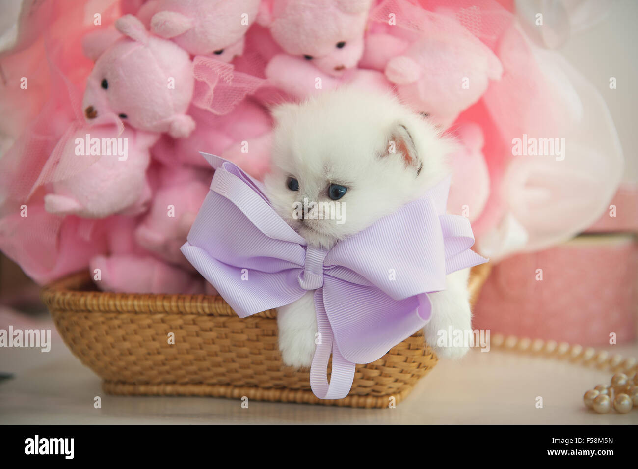British purebred kitten in a basket on pink background teddy bears ...