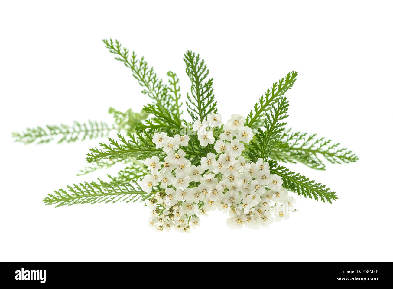 White yarrow flowers isolated on white background Stock Photo - Alamy