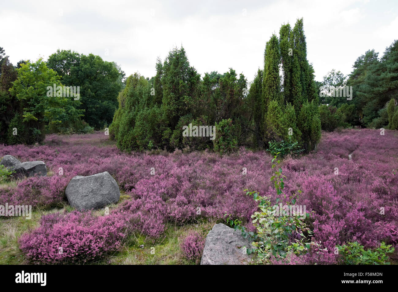 pink heather landscape in a forest Stock Photo - Alamy