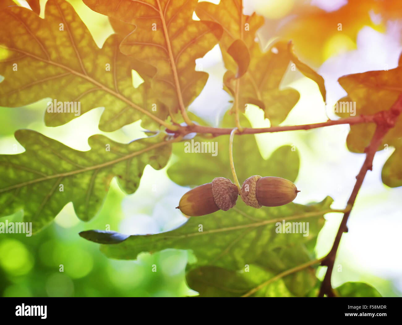 acorns and oak tree leaves Stock Photo - Alamy
