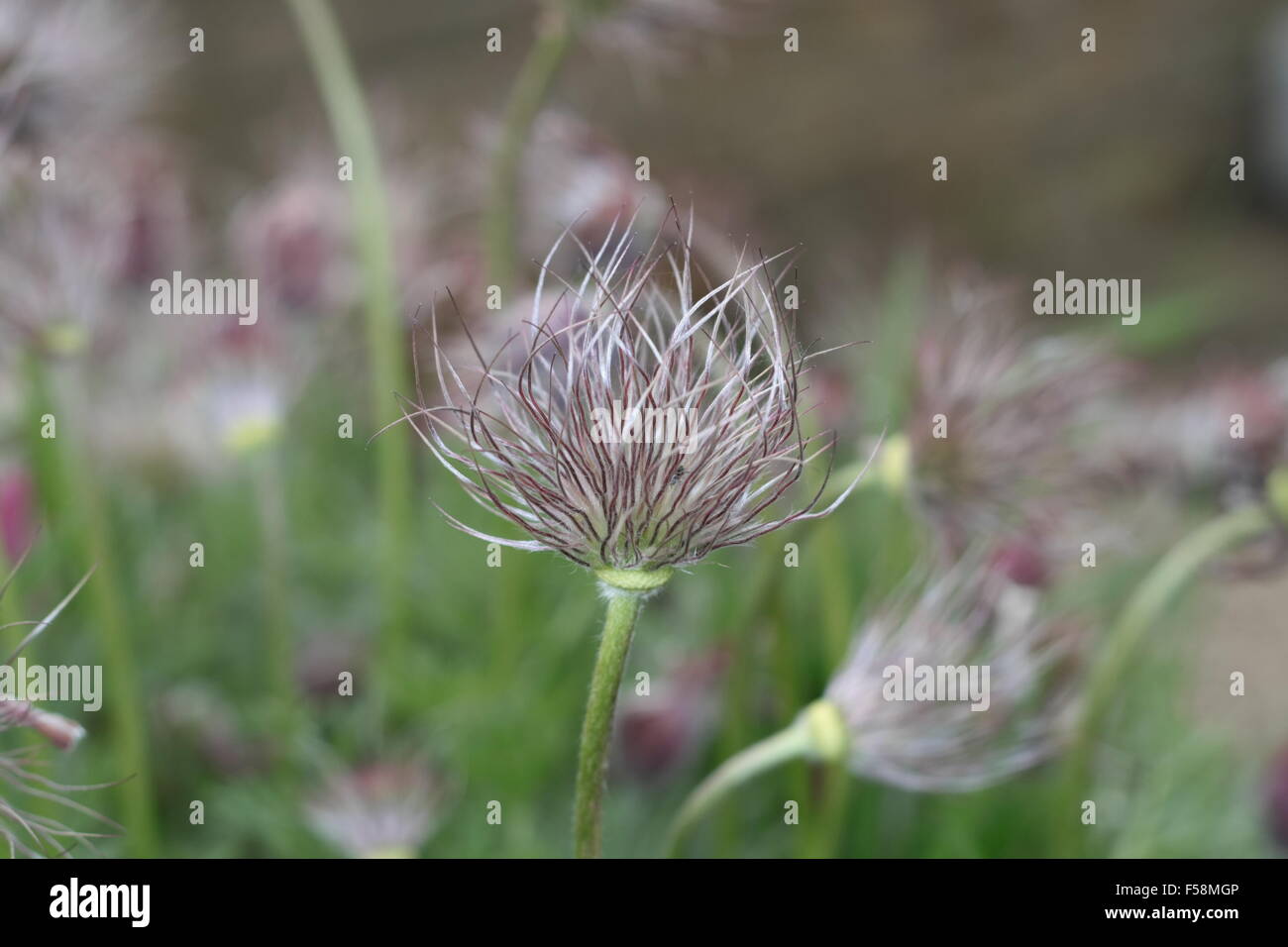 Maroon white flower hi-res stock photography and images - Alamy