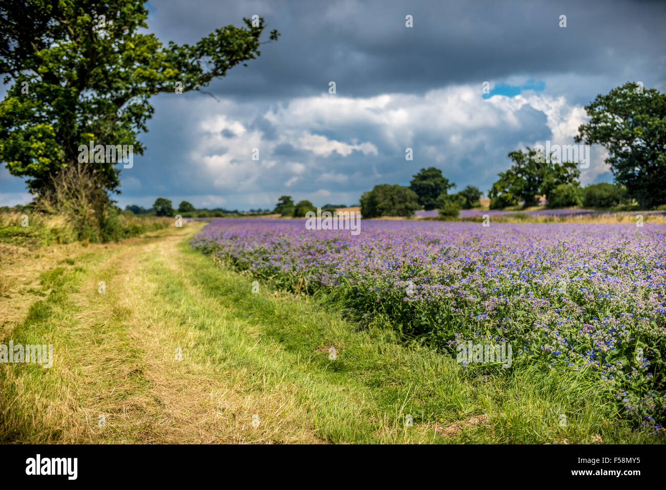 Field of Purple Borage Flowers Stock Photo - Alamy
