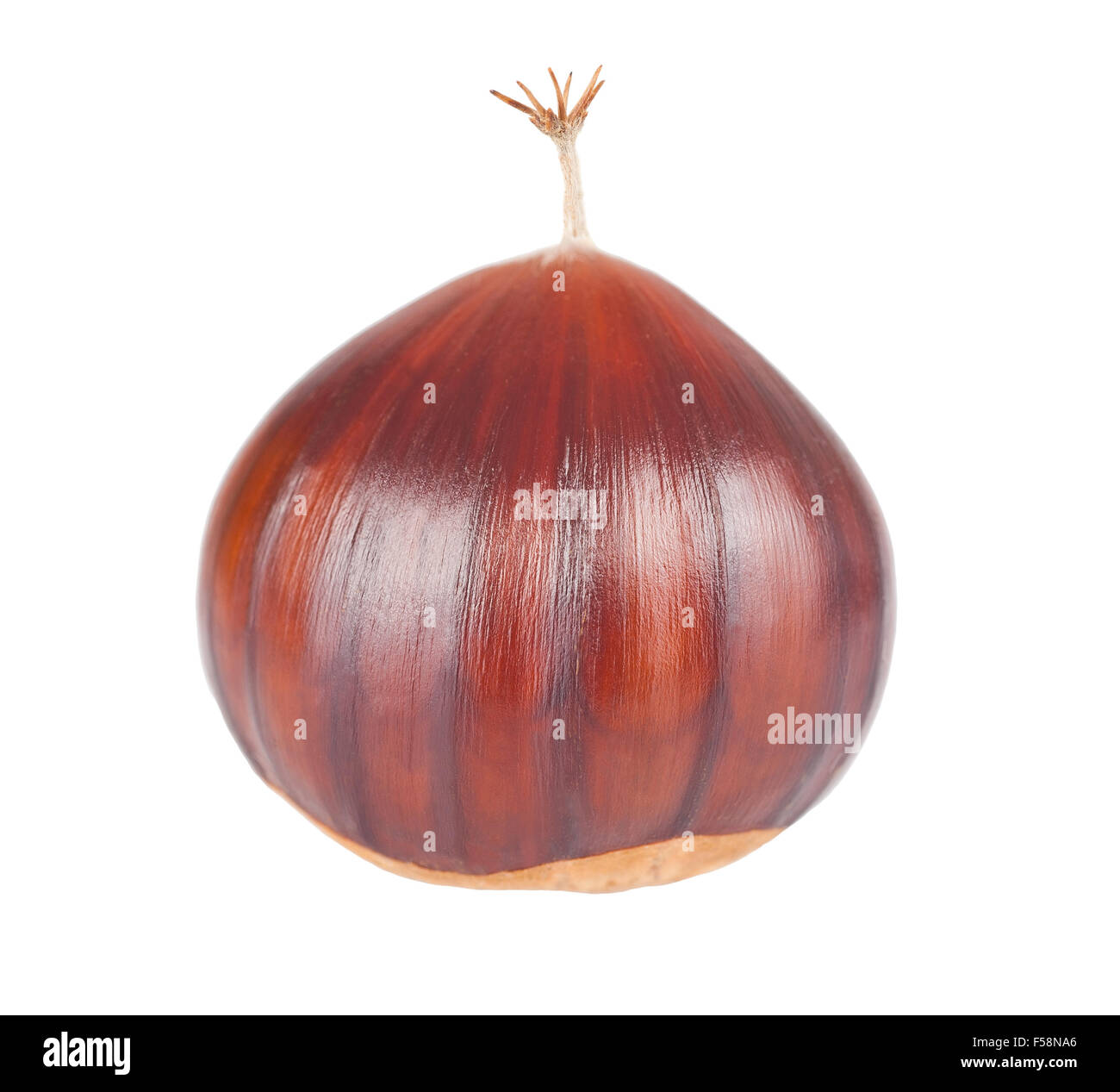 Chestnut fruit isolated on white Stock Photo - Alamy