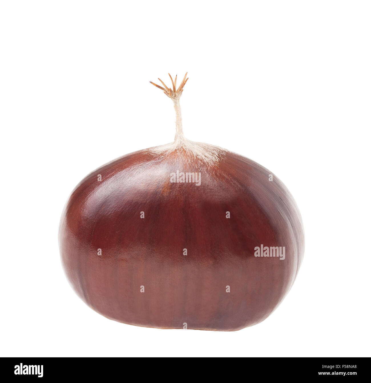Chestnut fruit isolated on white Stock Photo - Alamy