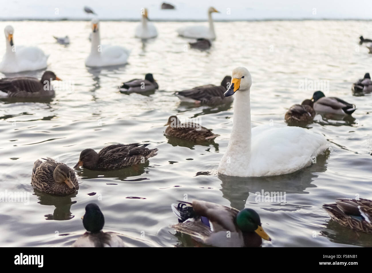 Water birds in a winter pond Stock Photo - Alamy