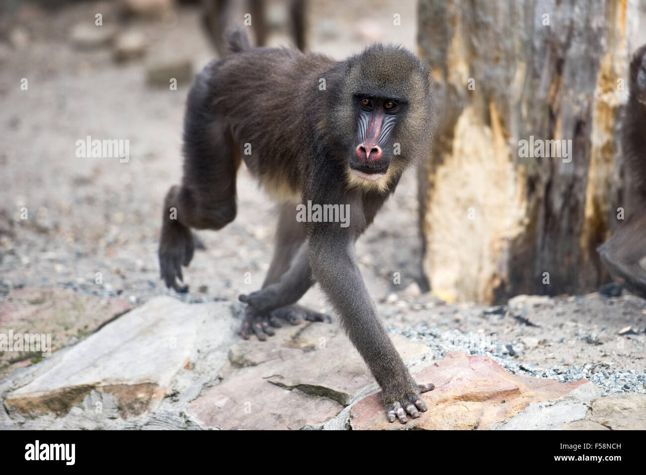 Female Mandrill (Mandrillus sphinx Stock Photo - Alamy