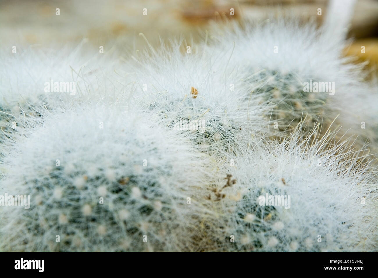 Little hairy ball shaped cactus Cactaceae plant Stock Photo - Alamy