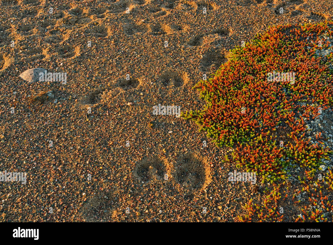 Frosted autumn colour in the tundra along the shore of Ennadai Lake ...