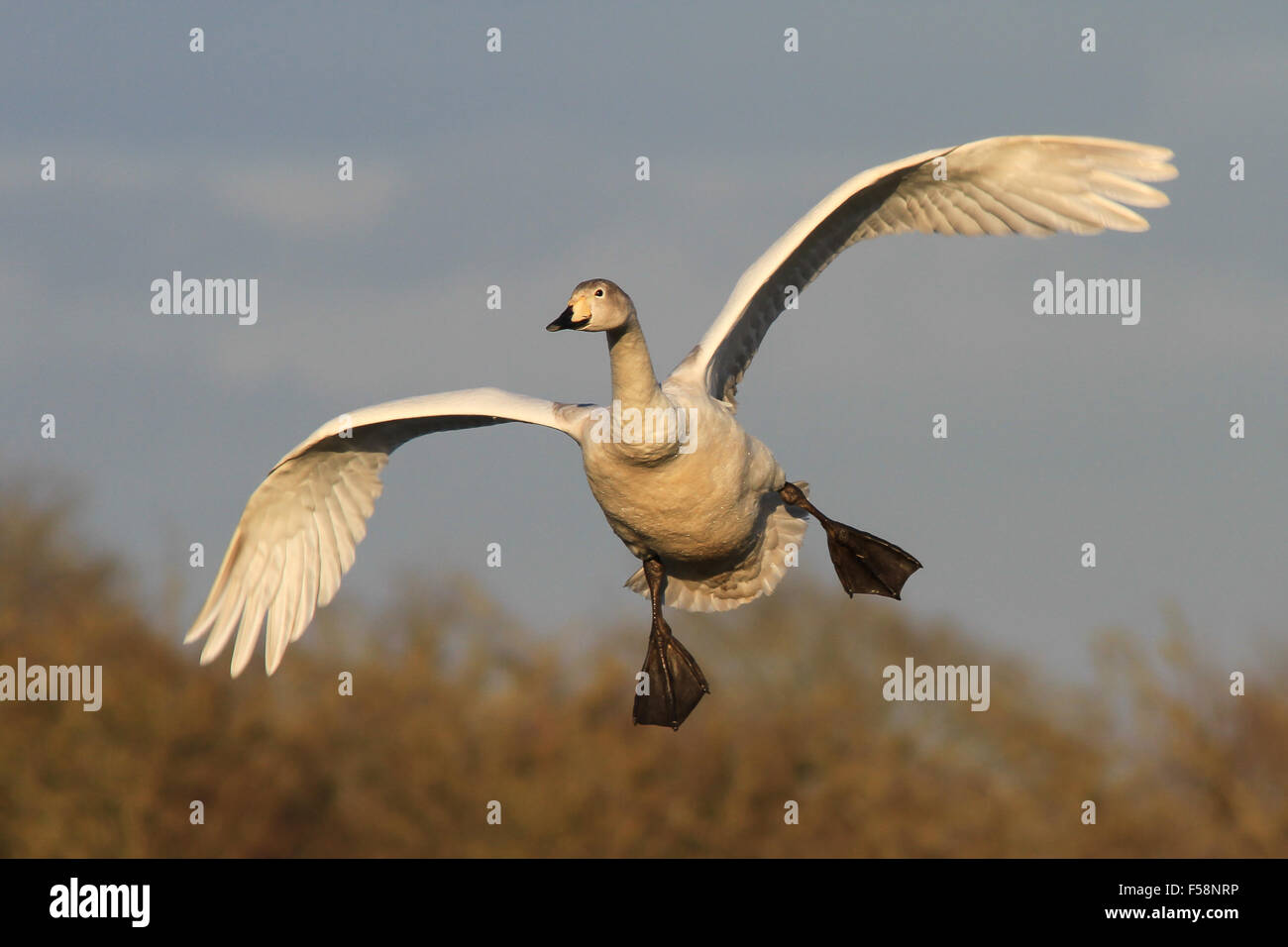 Juvenile Whooper Swan in Flight Stock Photo - Alamy