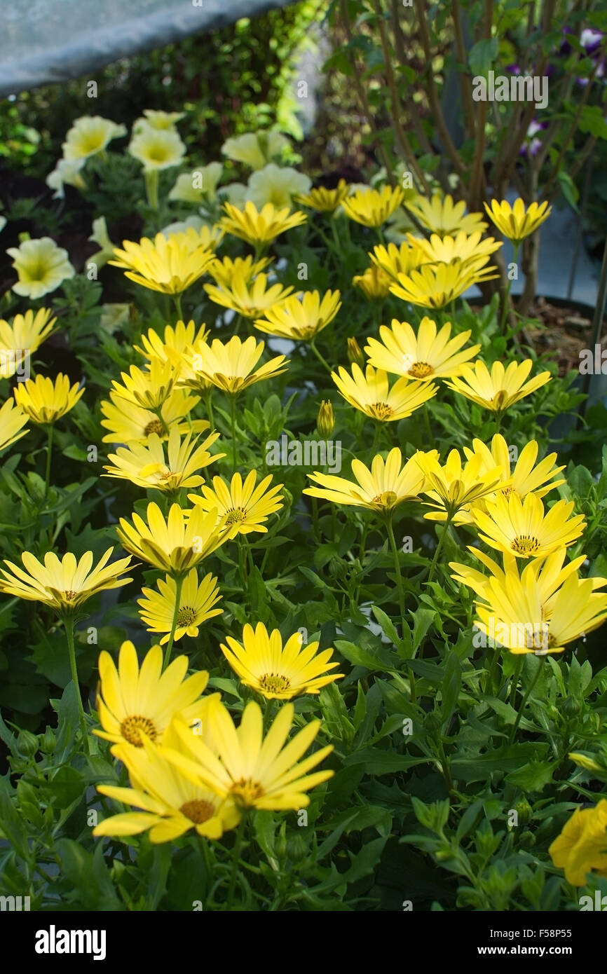 Yellow Blue eyed daisy (Osteospermum) closeup in vertical format Stock ...