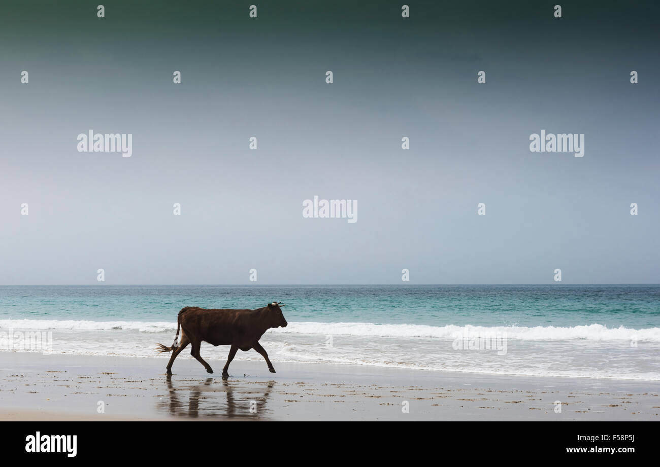 Cow beach hi-res stock photography and images - Alamy