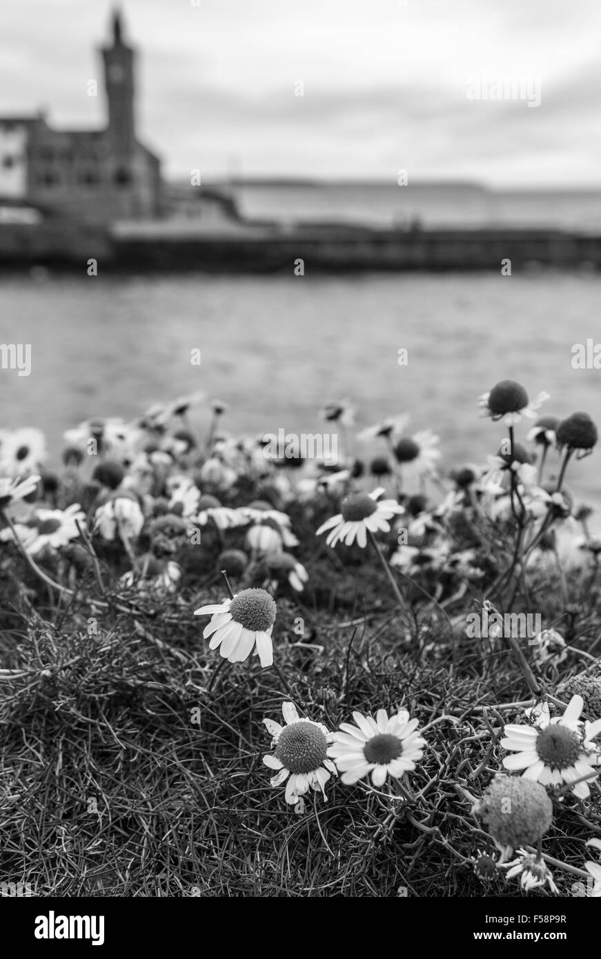 Images of daisies Black and White Stock Photos & Images - Alamy