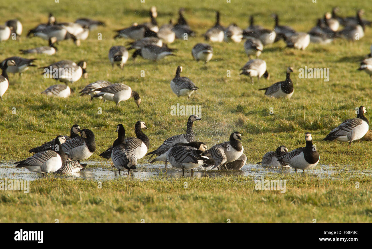 A flock of Barnacle geese splashing in a waterlogged field in Scotland ...