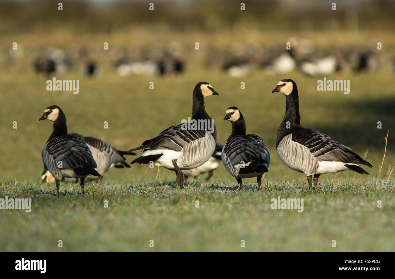 Barnacle Geese on the grasslands of the Solway Firth having arrived on ...