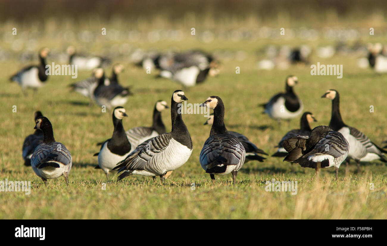 Barnacle Geese on the grasslands of the Solway Firth having arrived on ...
