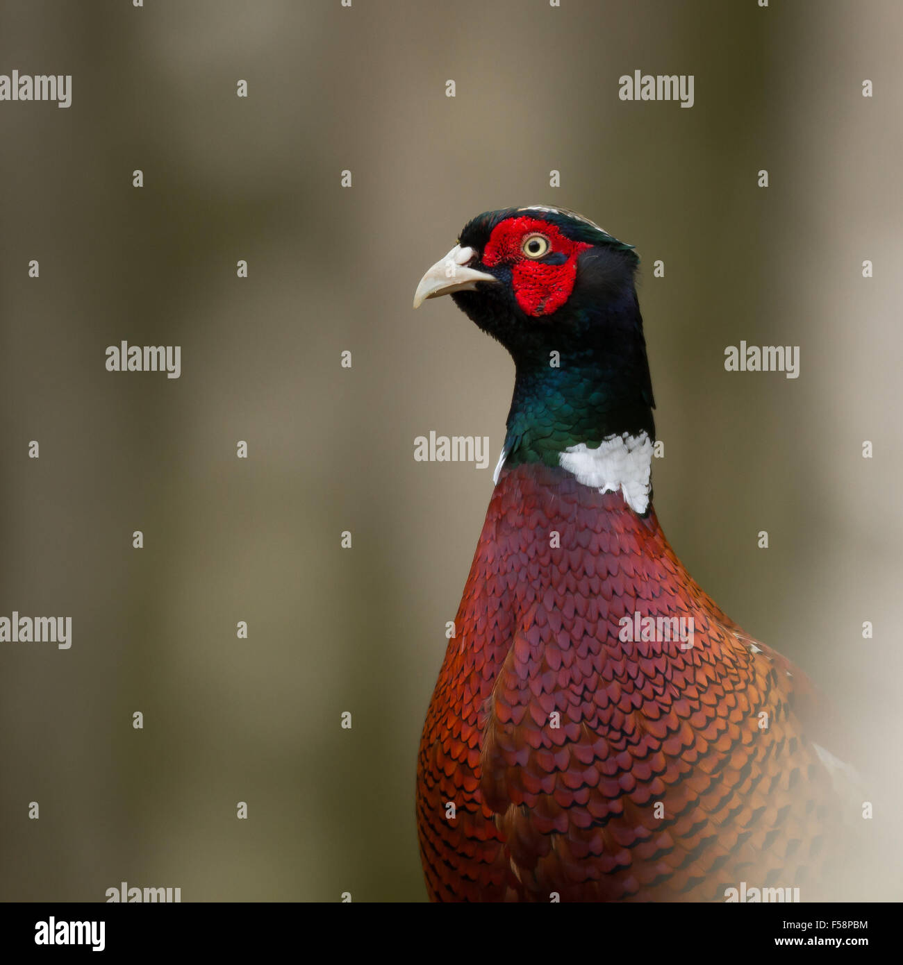 Portrait of a Cock Pheasant Stock Photo - Alamy