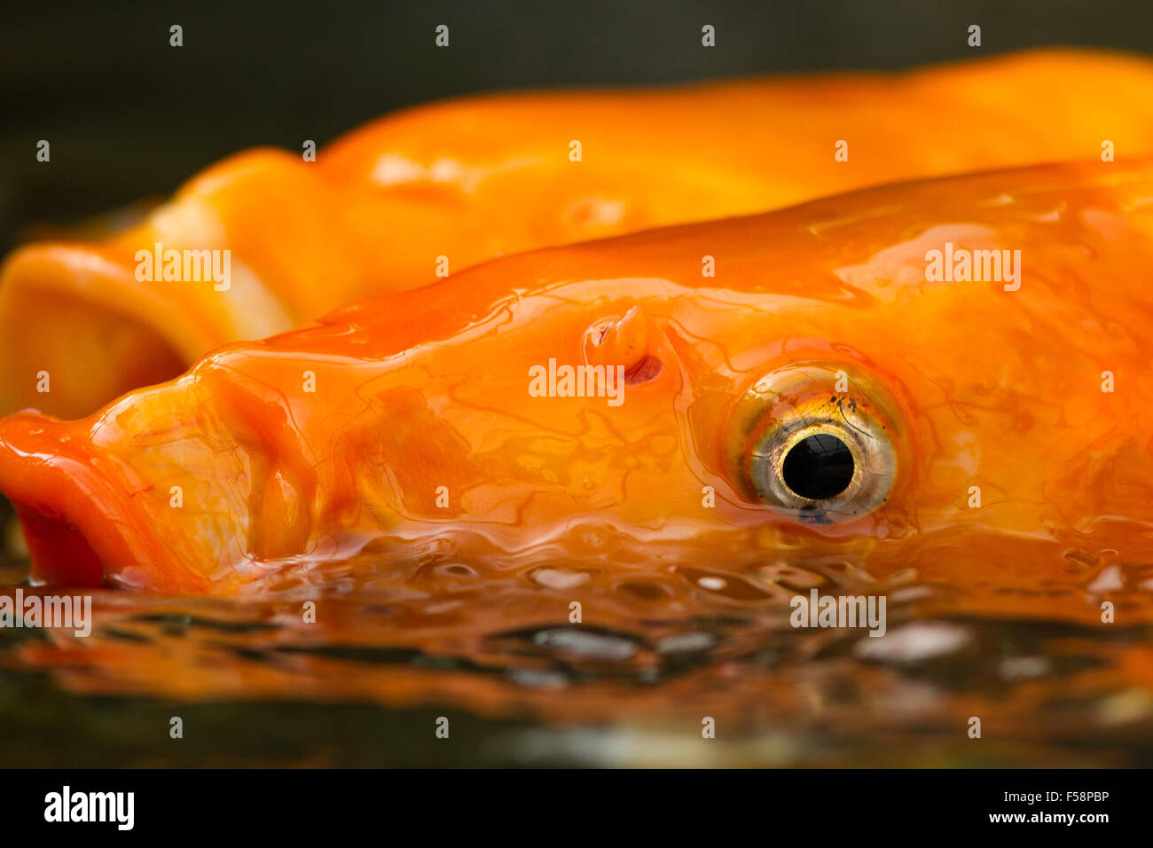 Goldfish eye hi-res stock photography and images - Alamy
