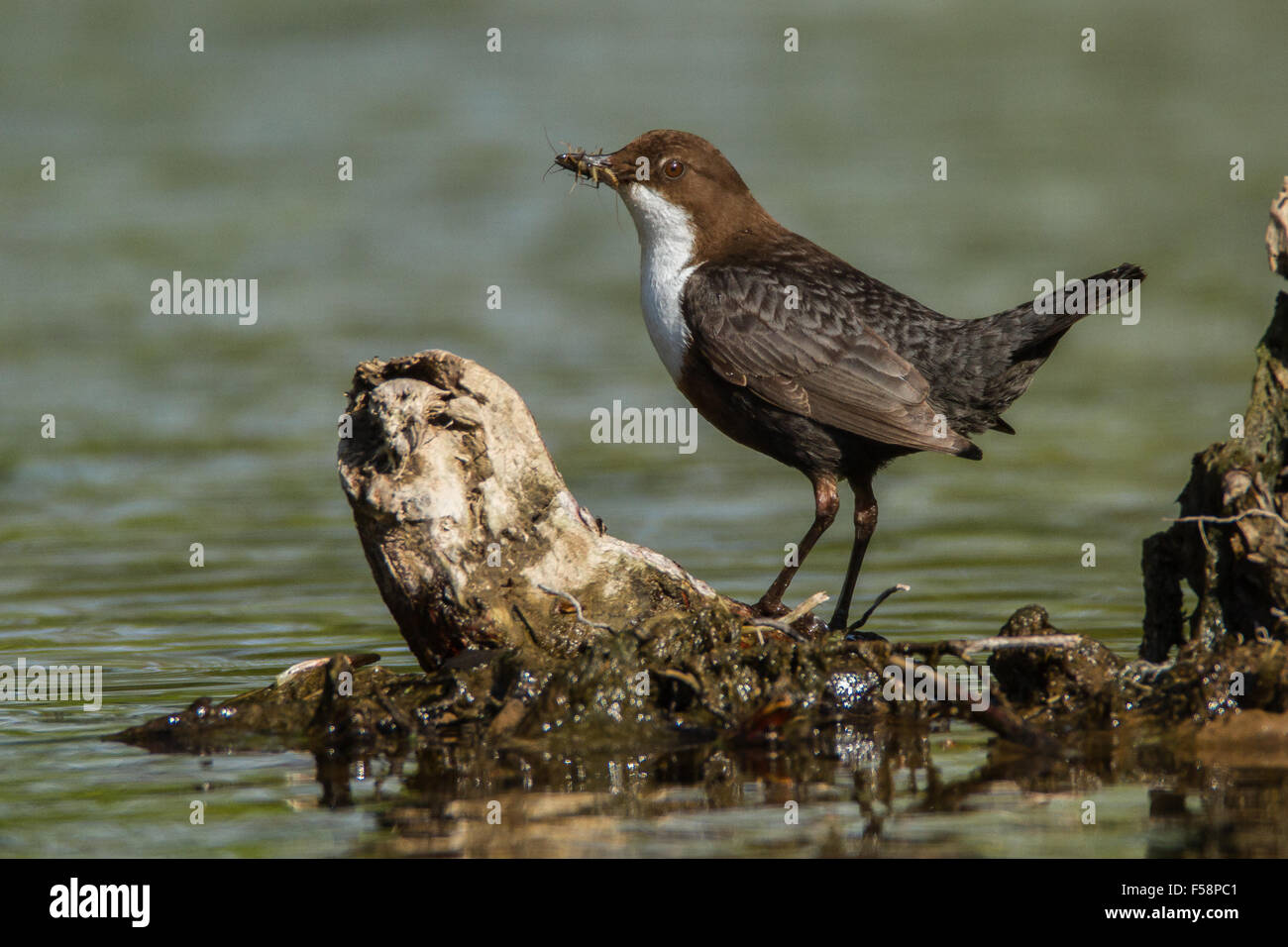 A dipper with a beak full of larvae standing on a partially submerged ...