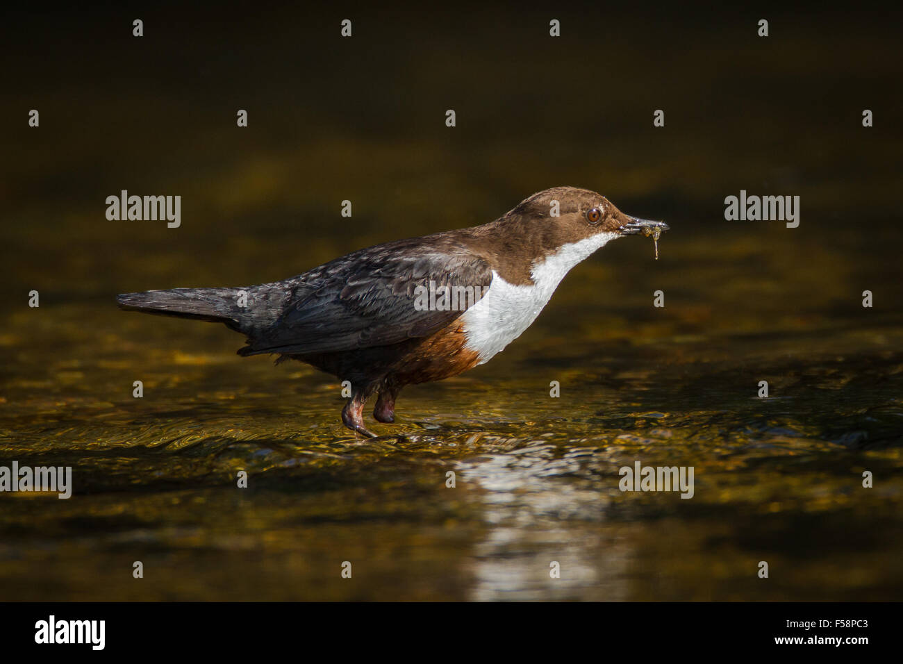 Dipper standing in a clear flowing river with with larvae in its beak ...
