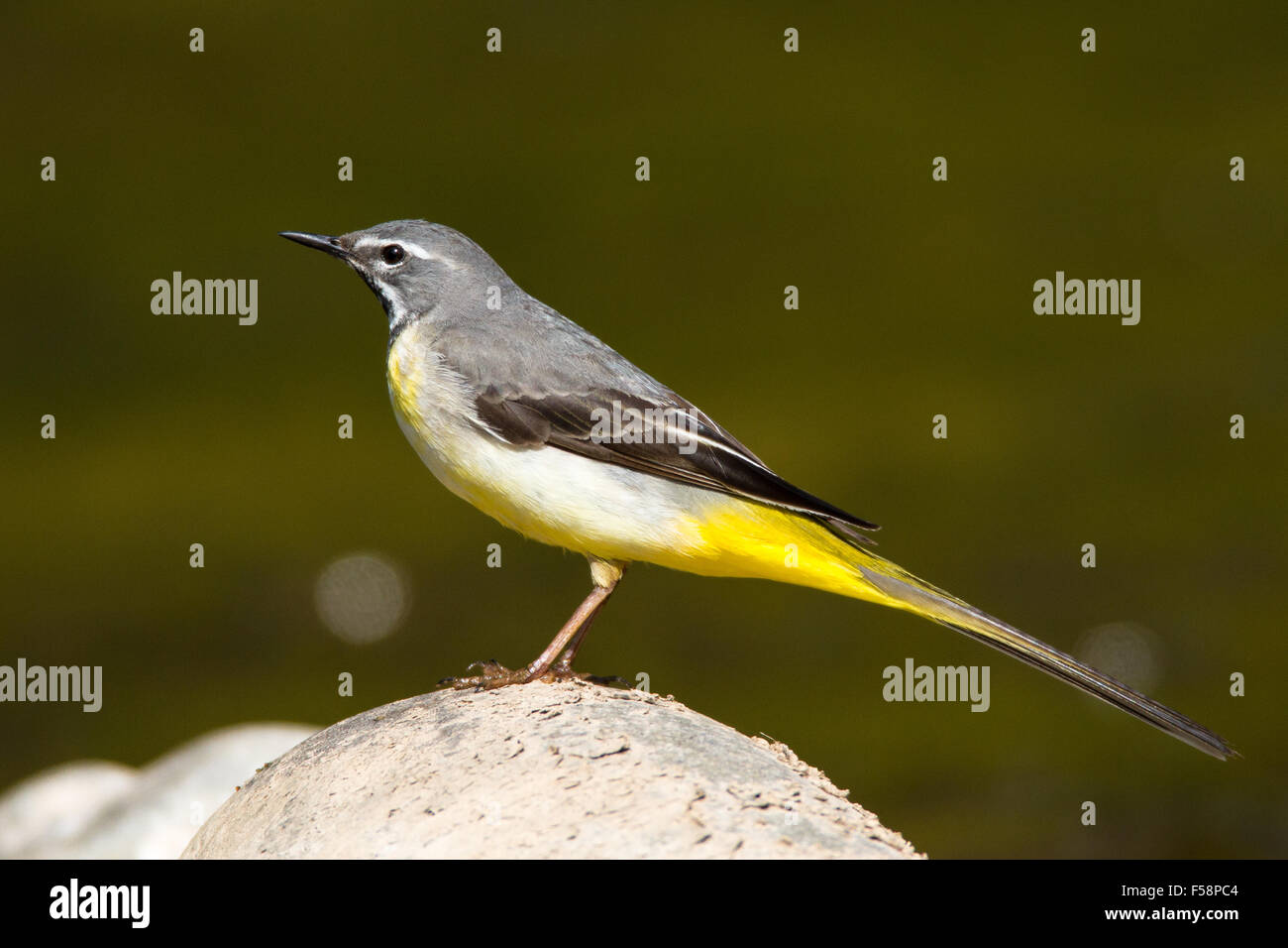 Grey wagtail on water hi-res stock photography and images - Alamy