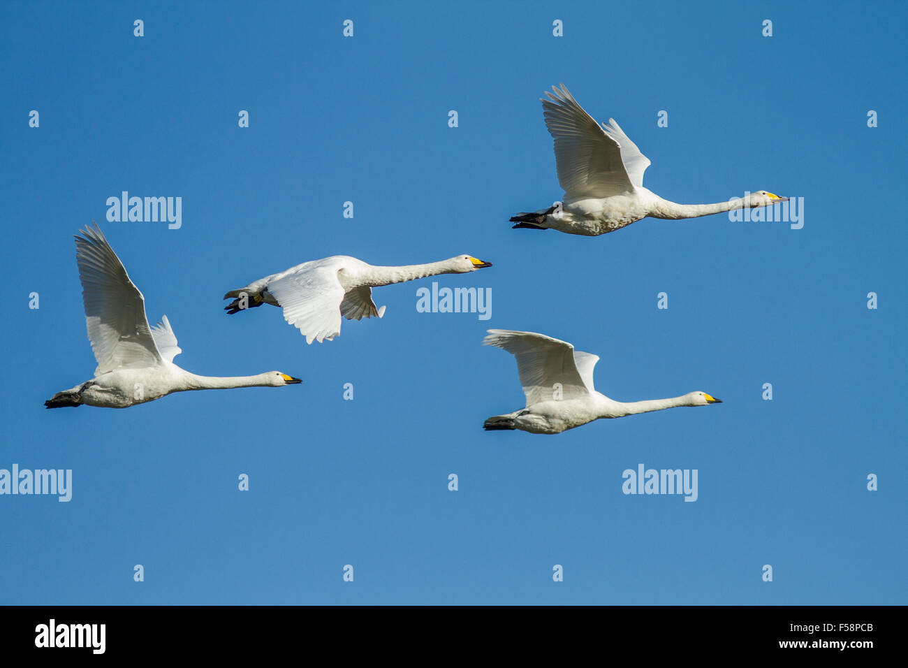 A group of whooper swans in flight Stock Photo - Alamy