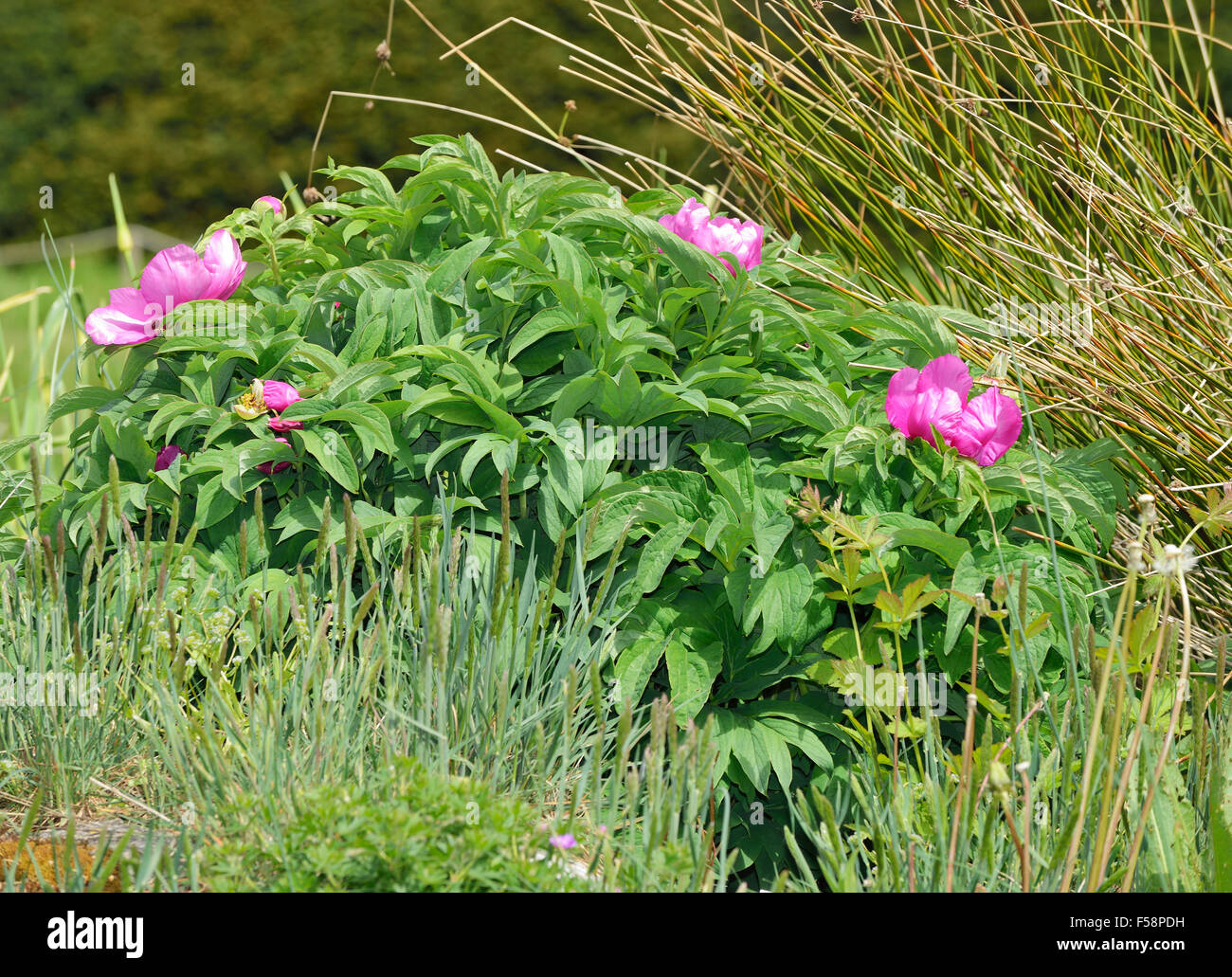 Wild Peony - Paeonia mascula Found on Flat Holm & Steep Holm Stock ...