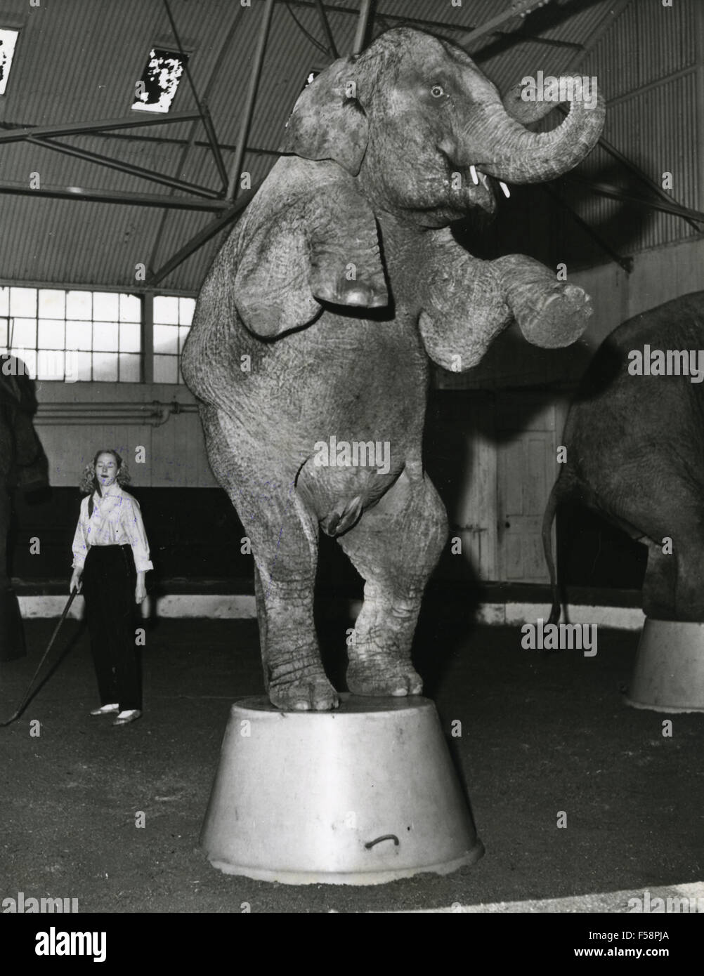 Krone circus hi-res stock photography and images - Alamy