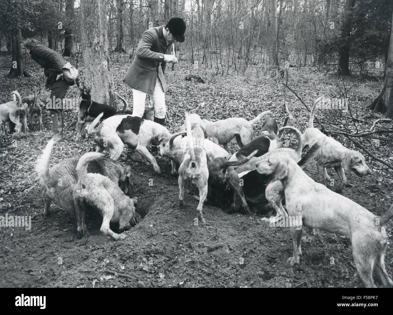 FOX HUNTING in England about 1950 Stock Photo - Alamy