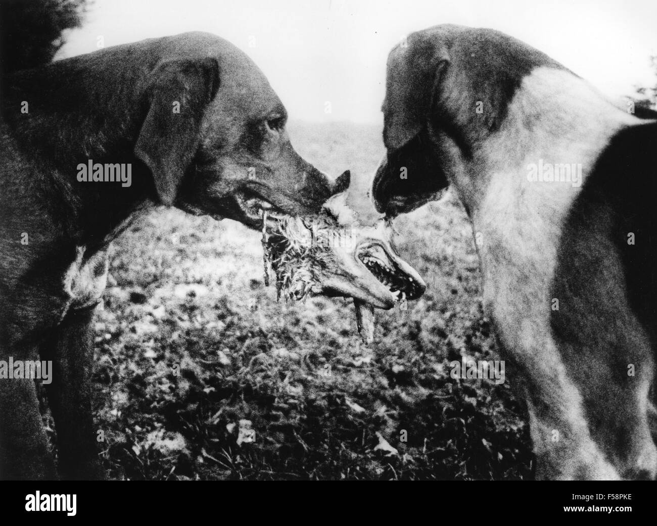 FOX HUNTING in England about 1950 Stock Photo - Alamy