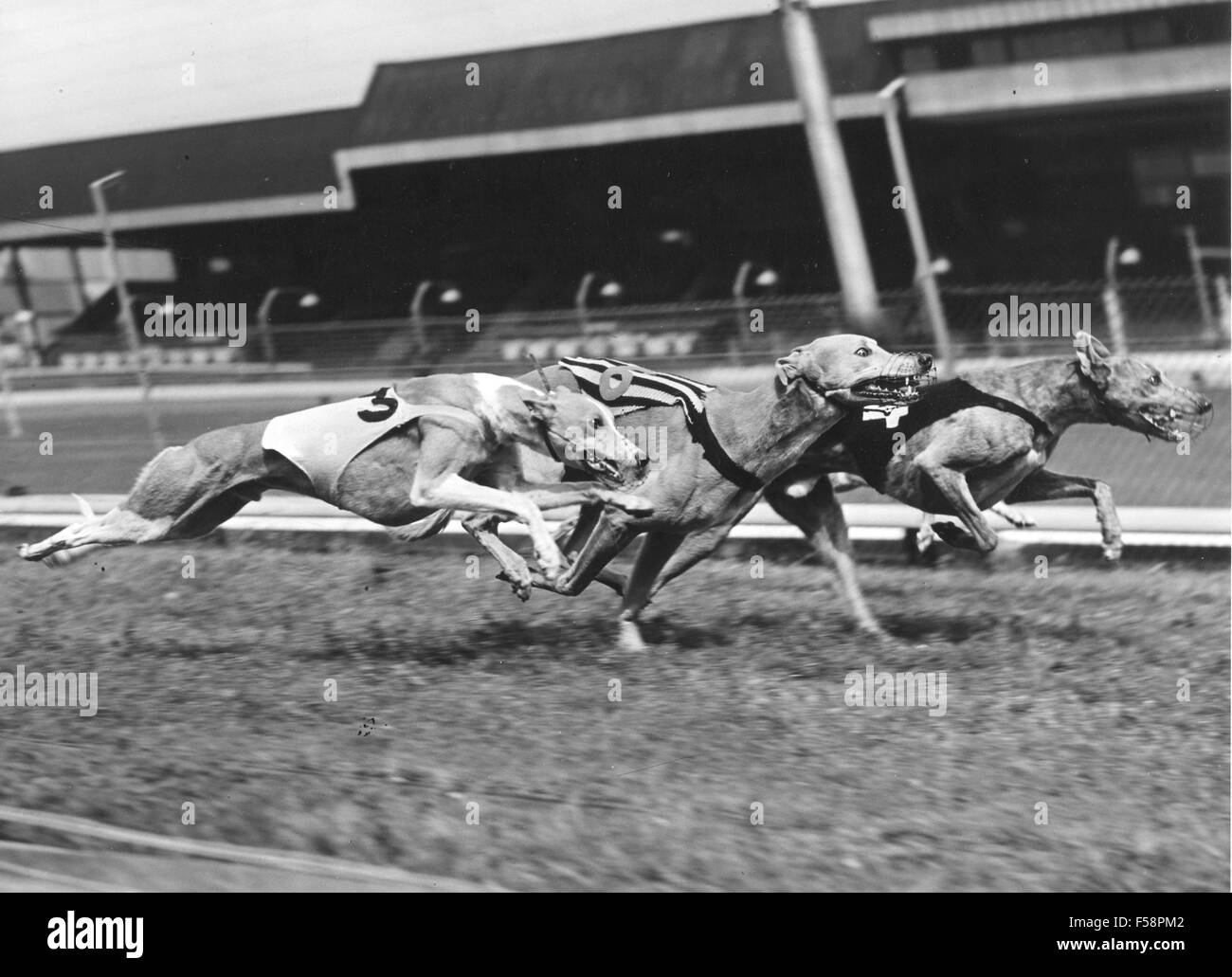 Walthamstow greyhound racing stadium Black and White Stock Photos ...
