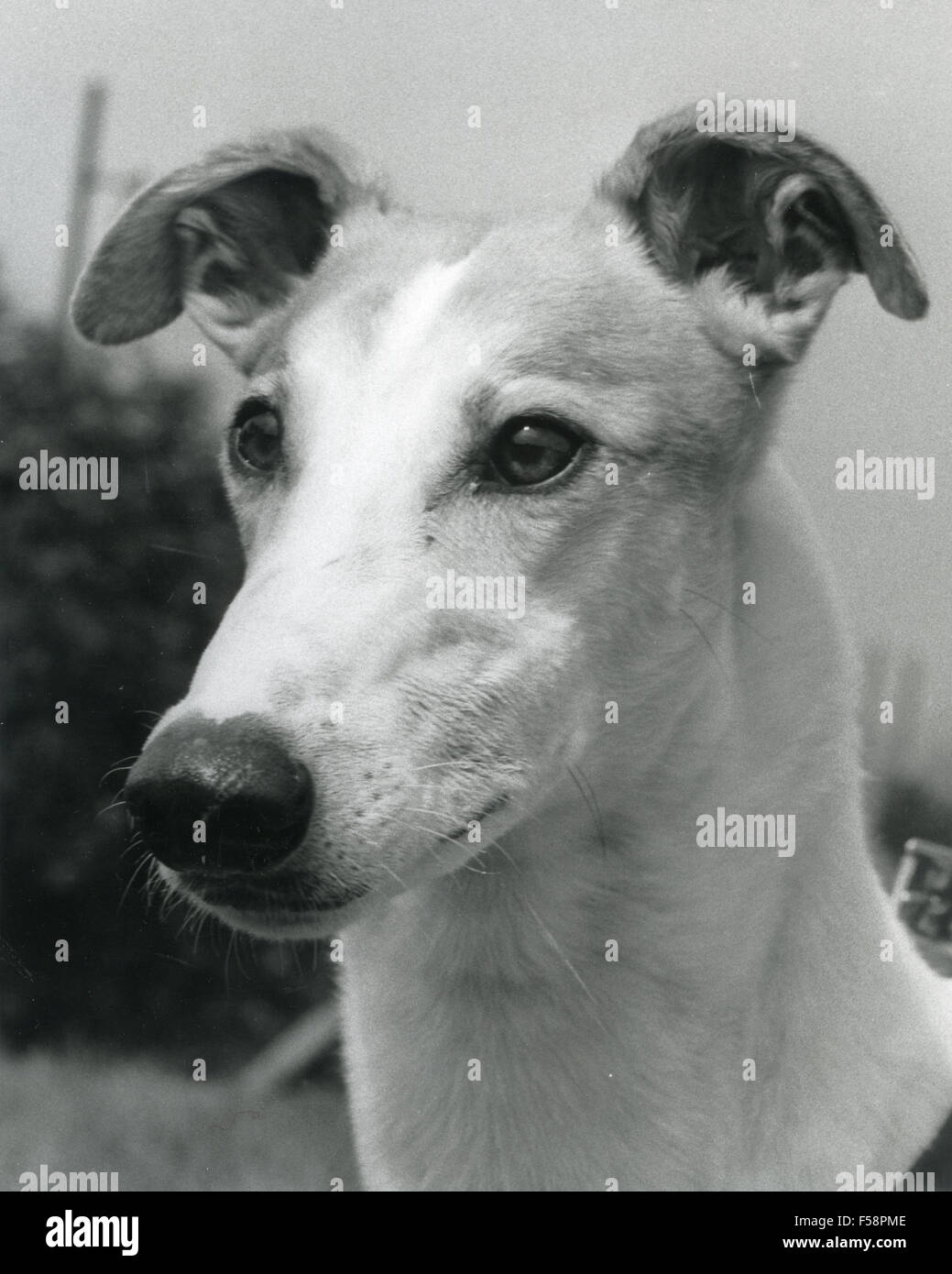 GREYHOUND. Photo Lewis Gale Stock Photo - Alamy