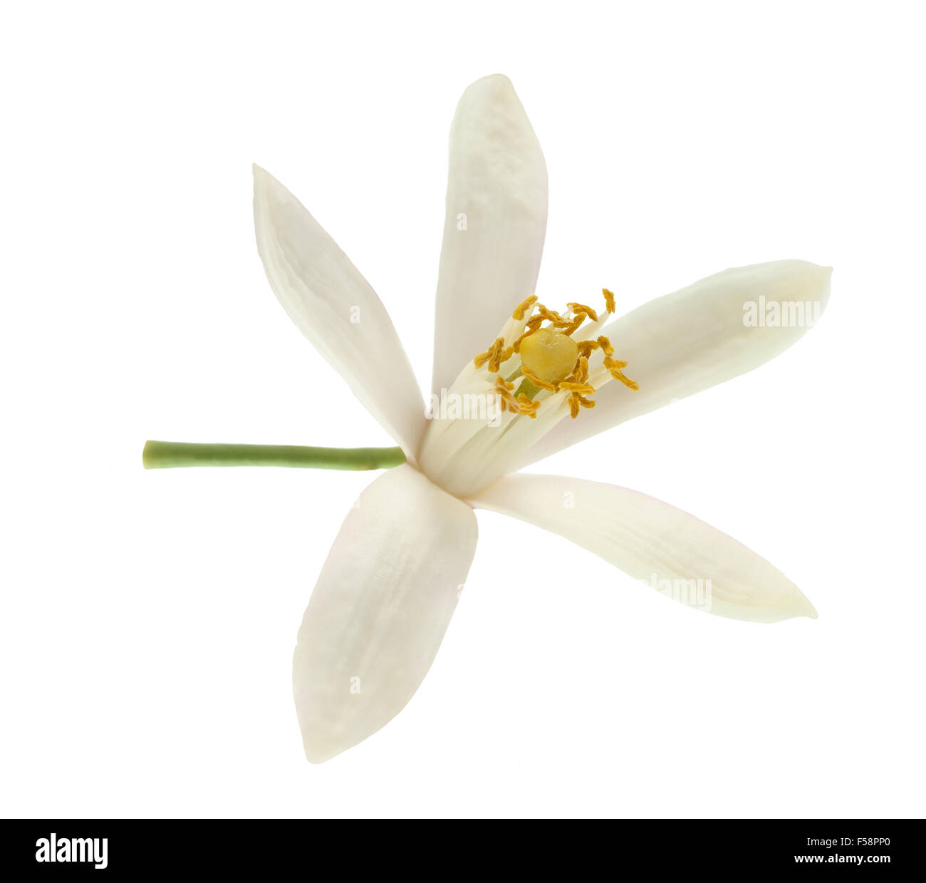 Lemon flower isolated on white Stock Photo - Alamy