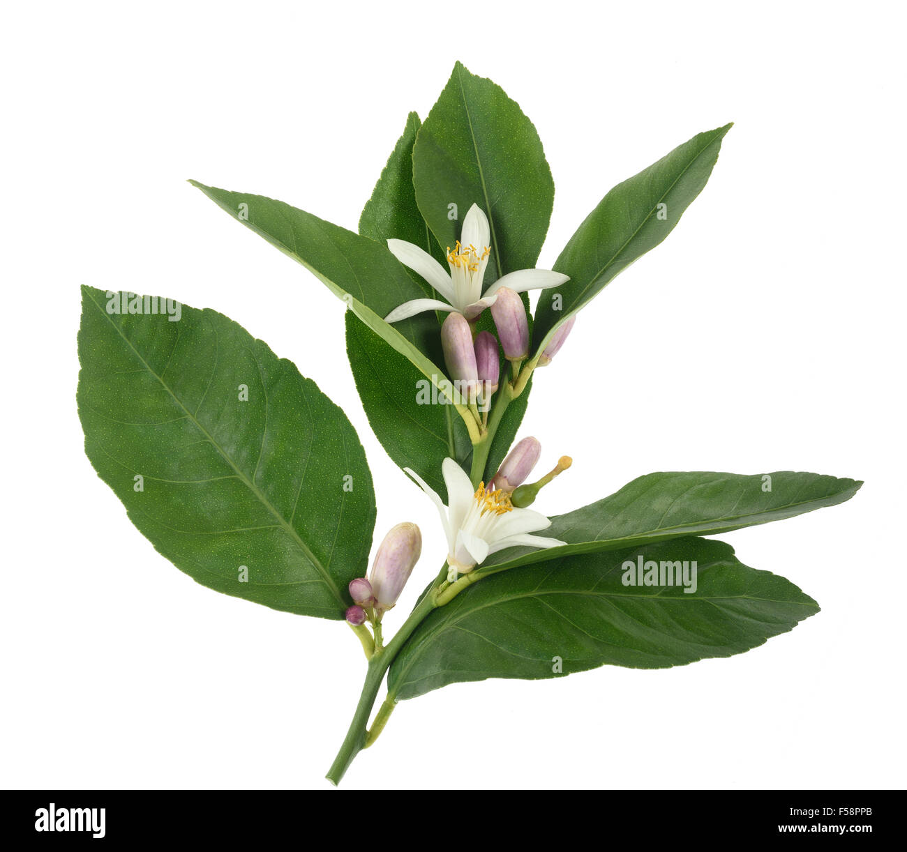 Lemon flowers branch with leaves isolated on white Stock Photo - Alamy