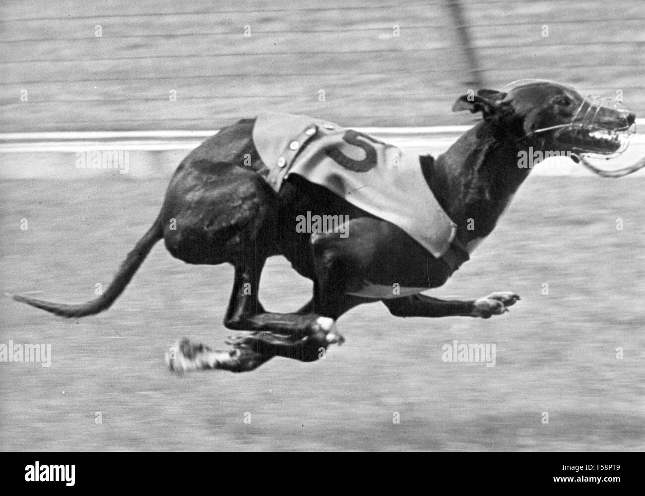 Walthamstow dog stadium hi-res stock photography and images - Alamy