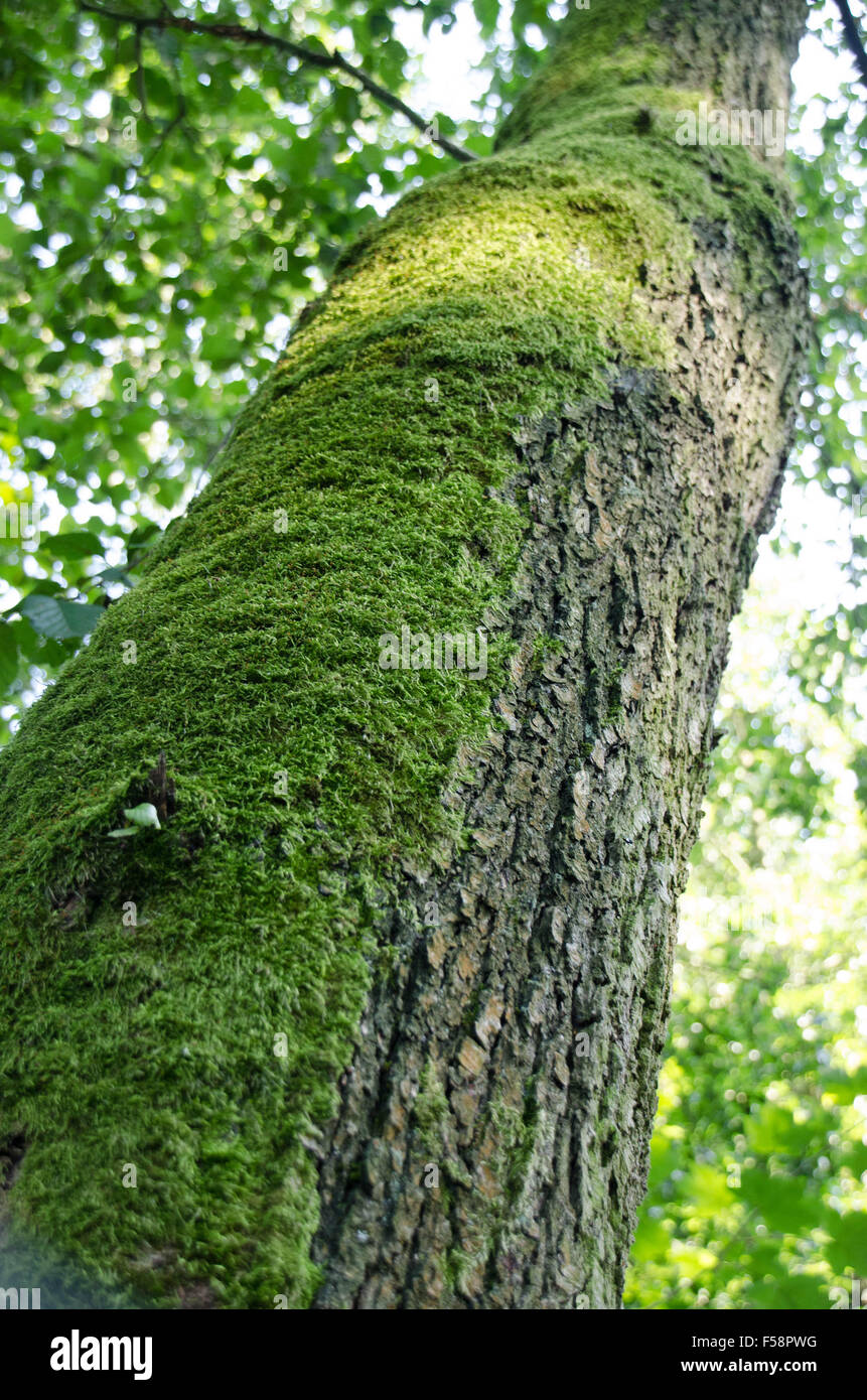 Moss on a tree trunk Stock Photo - Alamy