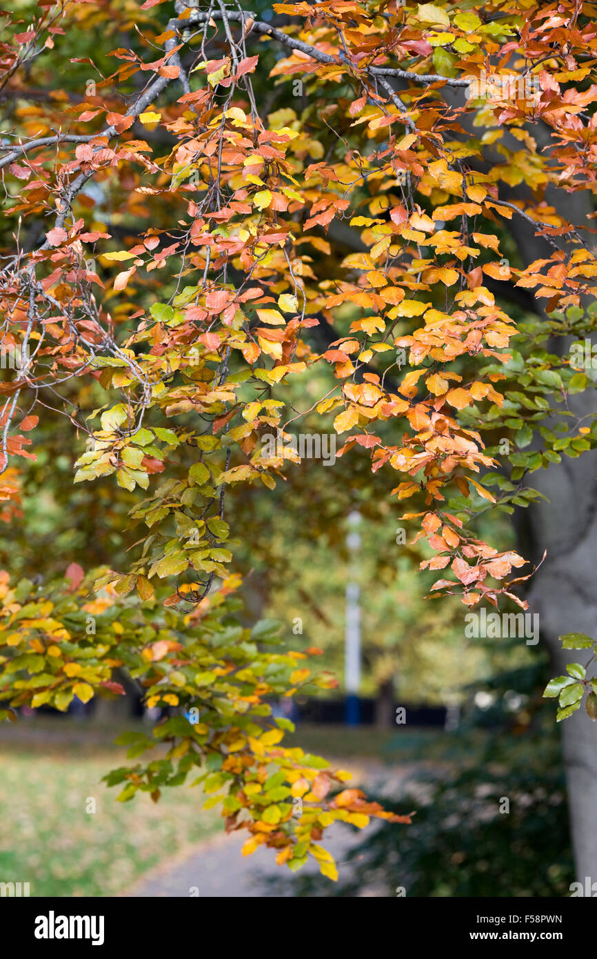Changing tree in the Fall/Autumn in England Stock Photo - Alamy