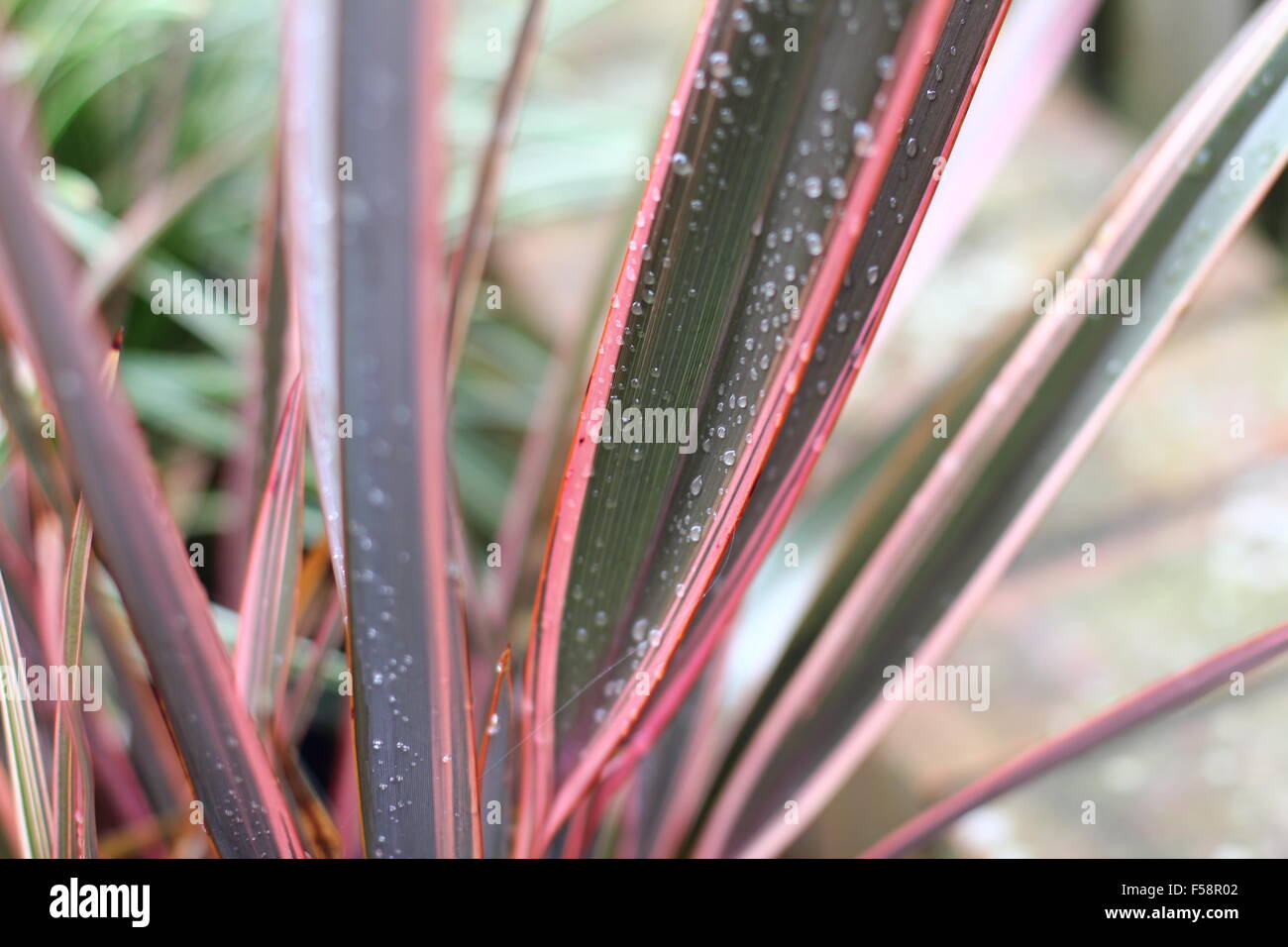 Close-up phormium pink and green Stock Photo - Alamy